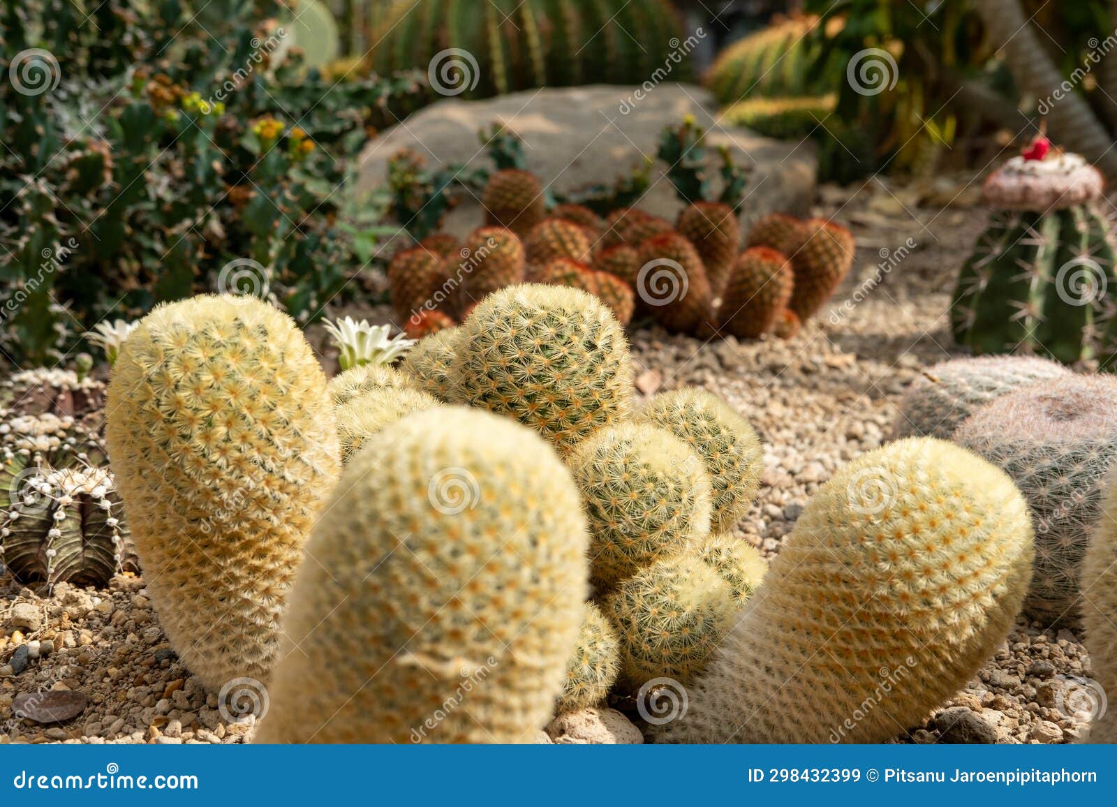 Cactus Garden Various Types of Beautiful Cacti Exotic Cactus Collection ...