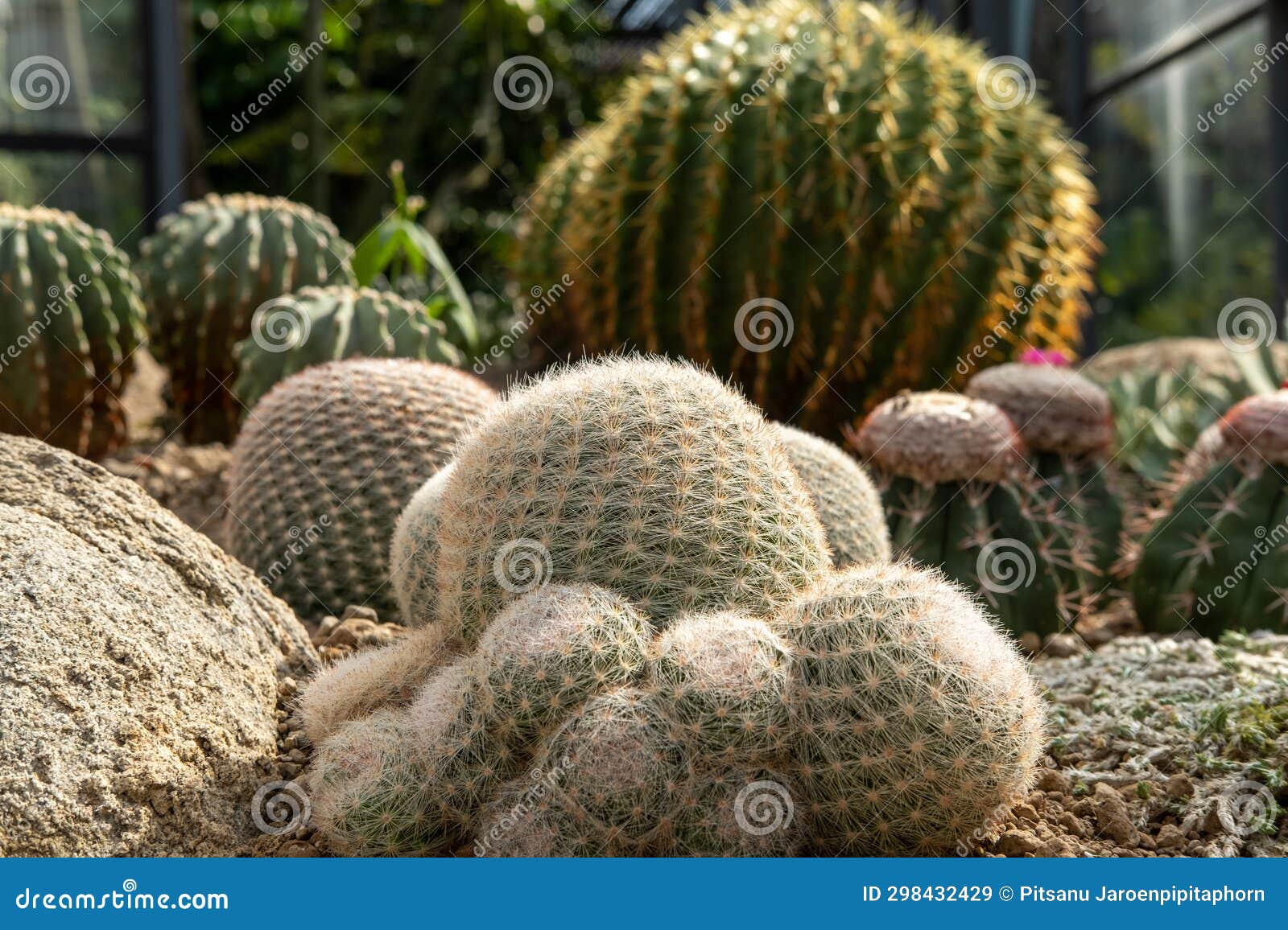 Cactus Garden Various Types of Beautiful Cacti Exotic Cactus Collection ...
