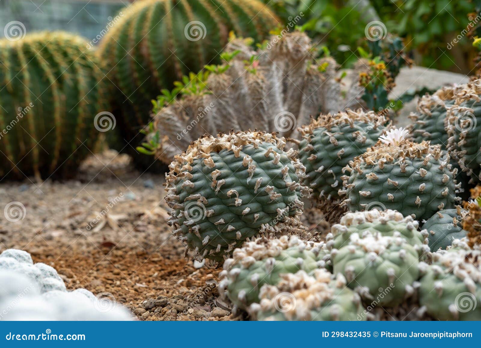 Cactus Garden Various Types of Beautiful Cacti Exotic Cactus Collection ...