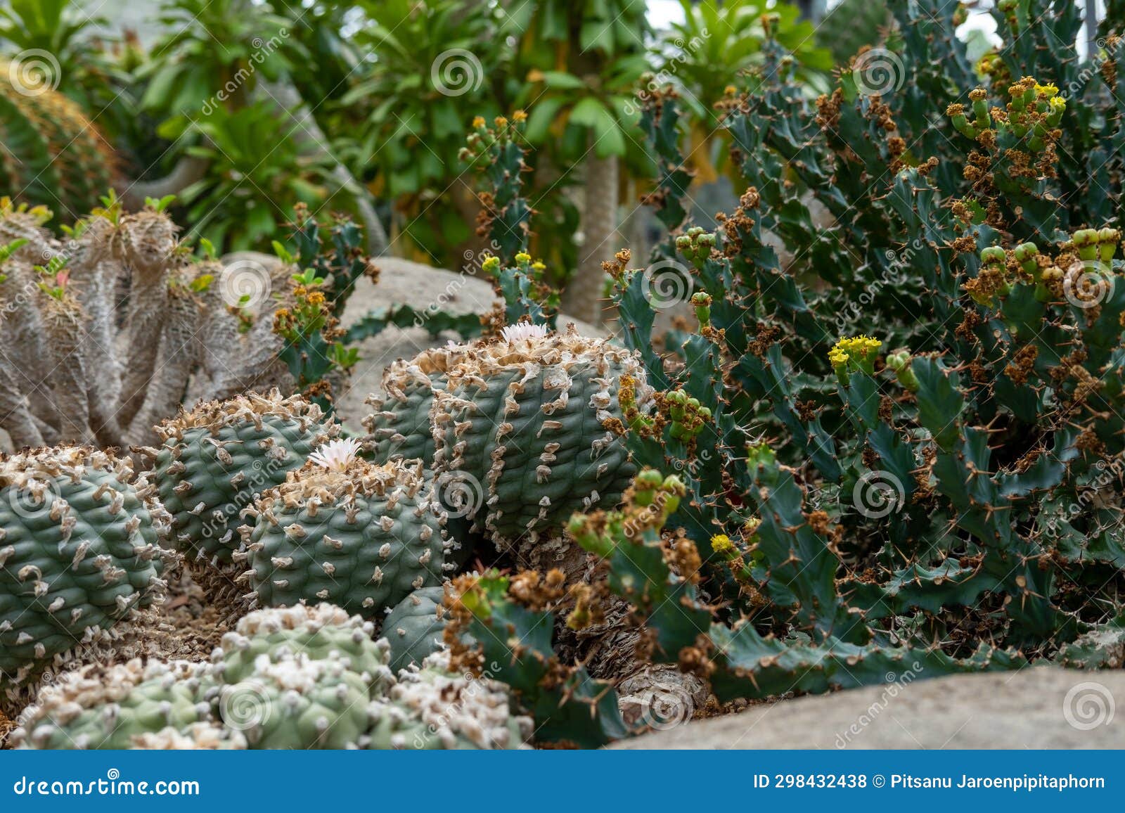 Cactus Garden Various Types of Beautiful Cacti Exotic Cactus Collection ...