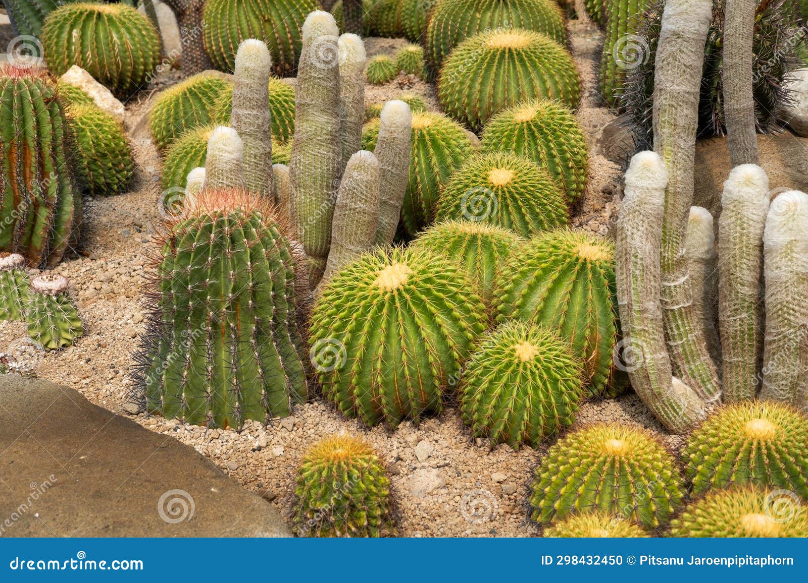Cactus Garden Various Types of Beautiful Cacti Exotic Cactus Collection ...