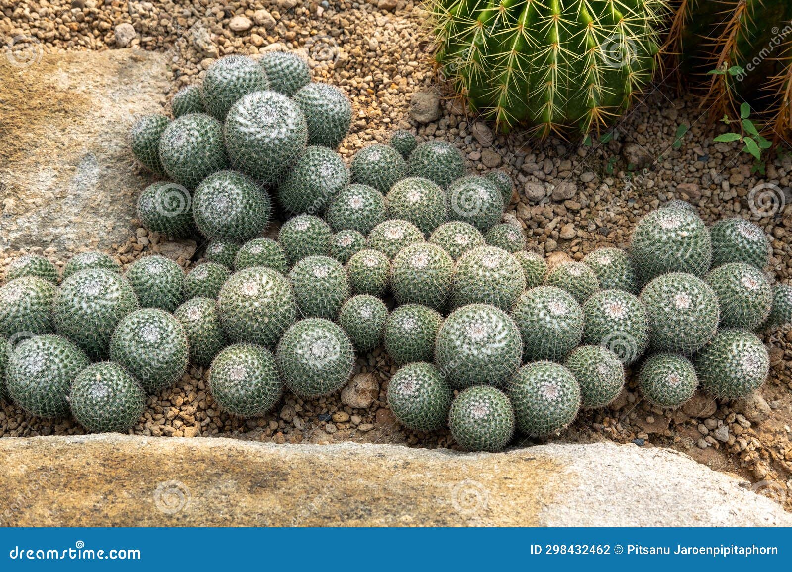 Cactus Garden Various Types of Beautiful Cacti Exotic Cactus Collection ...