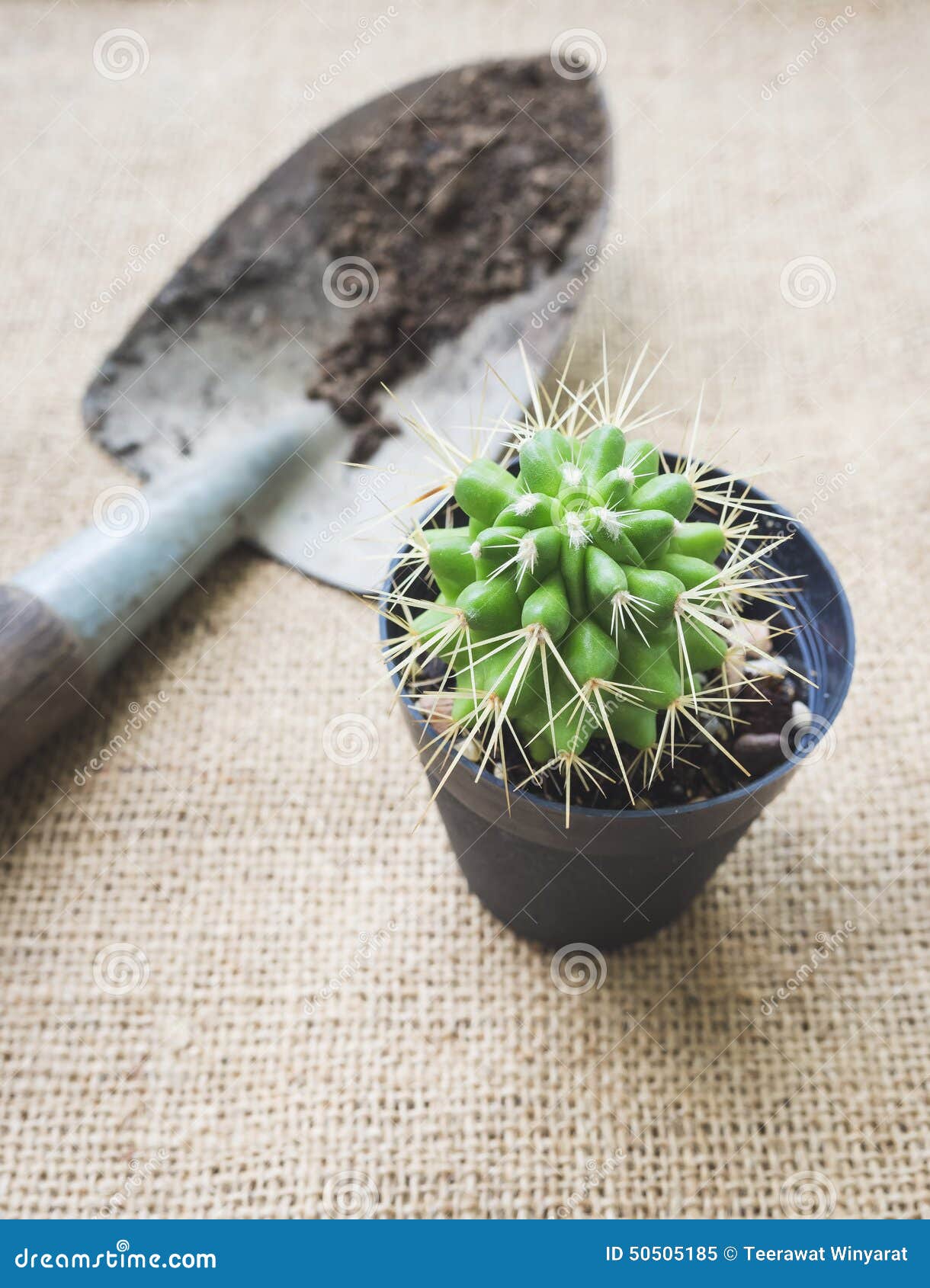 Cactus and gardening tool stock image. Image of gardening - 50505185