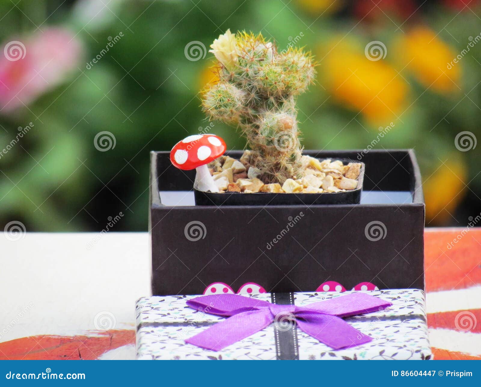 Cactus in a Gift Box on the Table. Stock Image - Image of beauty ...