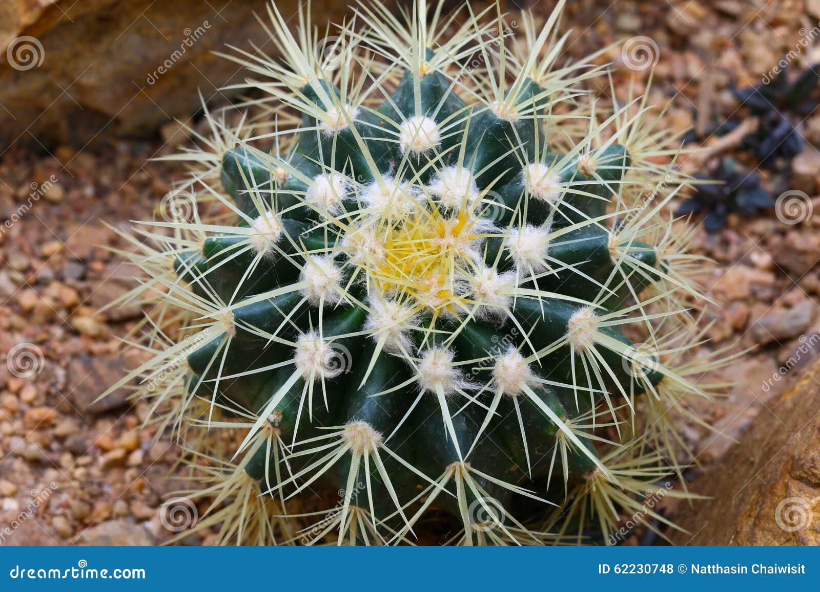 Cactus glowing in the sand stock photo. Image of spines - 62230748