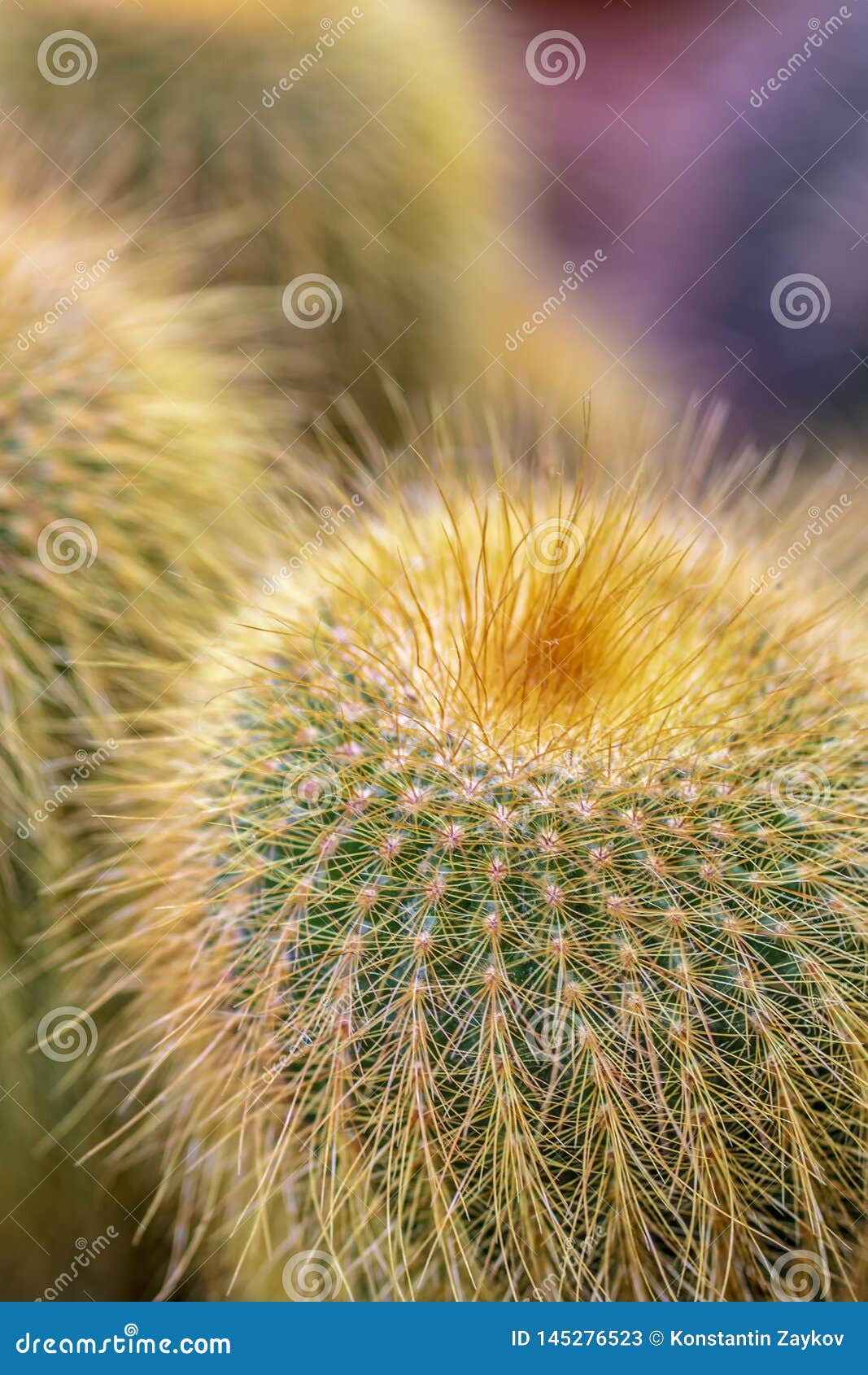 Cactus with Golden Long, Thin Spines, Cacti with Thick Yellow Needles ...
