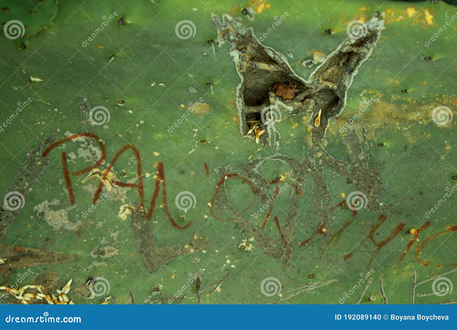 A Cactus with Graffiti Craved into it Stock Photo - Image of graffiti ...