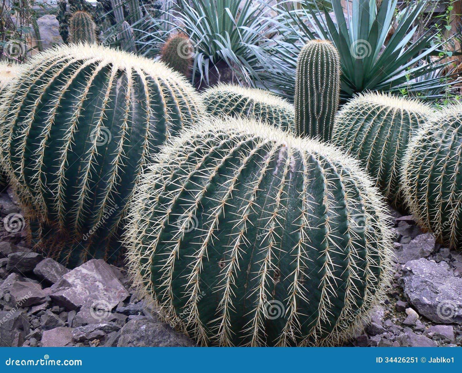 Cactus grandes imagen de archivo. Imagen de espina, rocas - 34426251