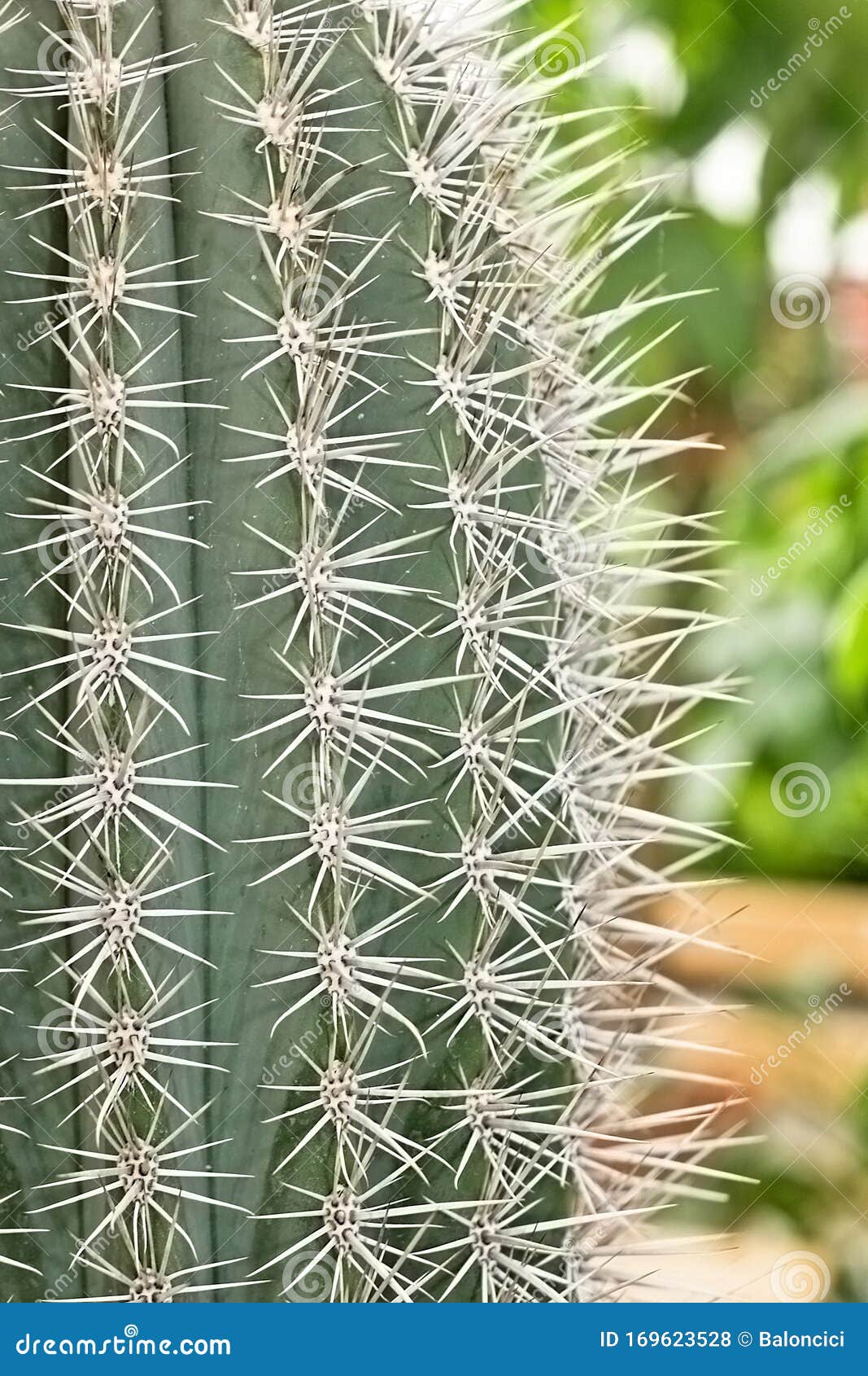 Cactus foto de archivo. Imagen de suculento, macro, flor - 169623528