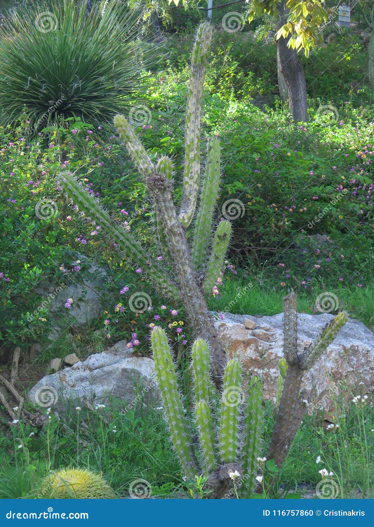 Cactus in the grass stock photo. Image of ground, species - 116757860