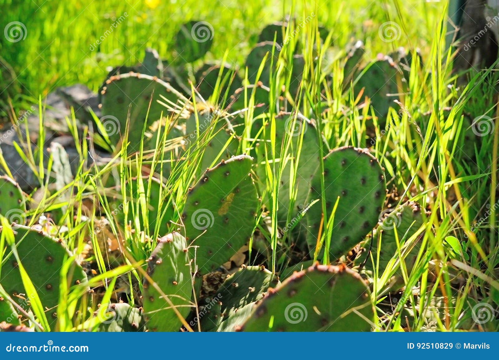 Cactus and grass stock image. Image of health, botany - 92510829
