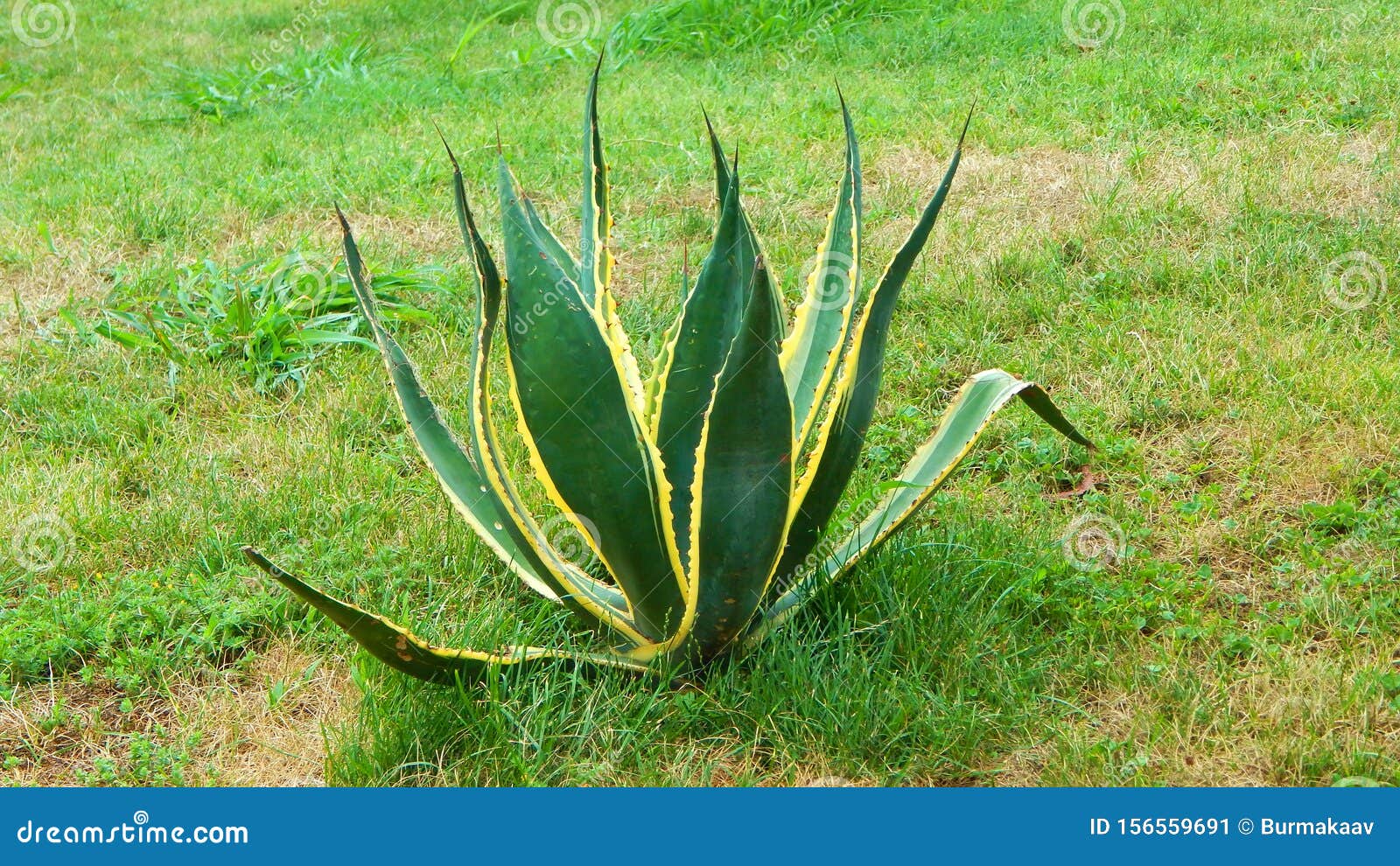 Cactus on the grass stock image. Image of siberia, weed - 156559691