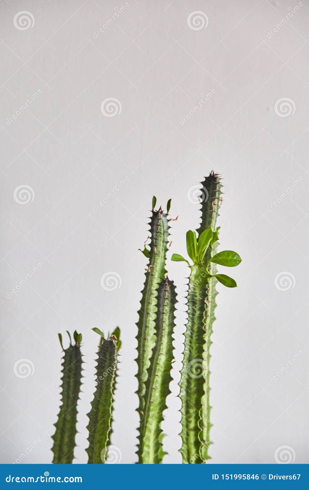 Cactus on a Gray Background Stock Photo - Image of mandacaru, cardeiro ...