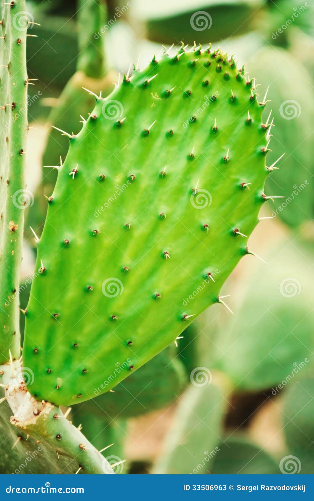 Cactus stock image. Image of natural, outdoors, cactaceae - 33506963