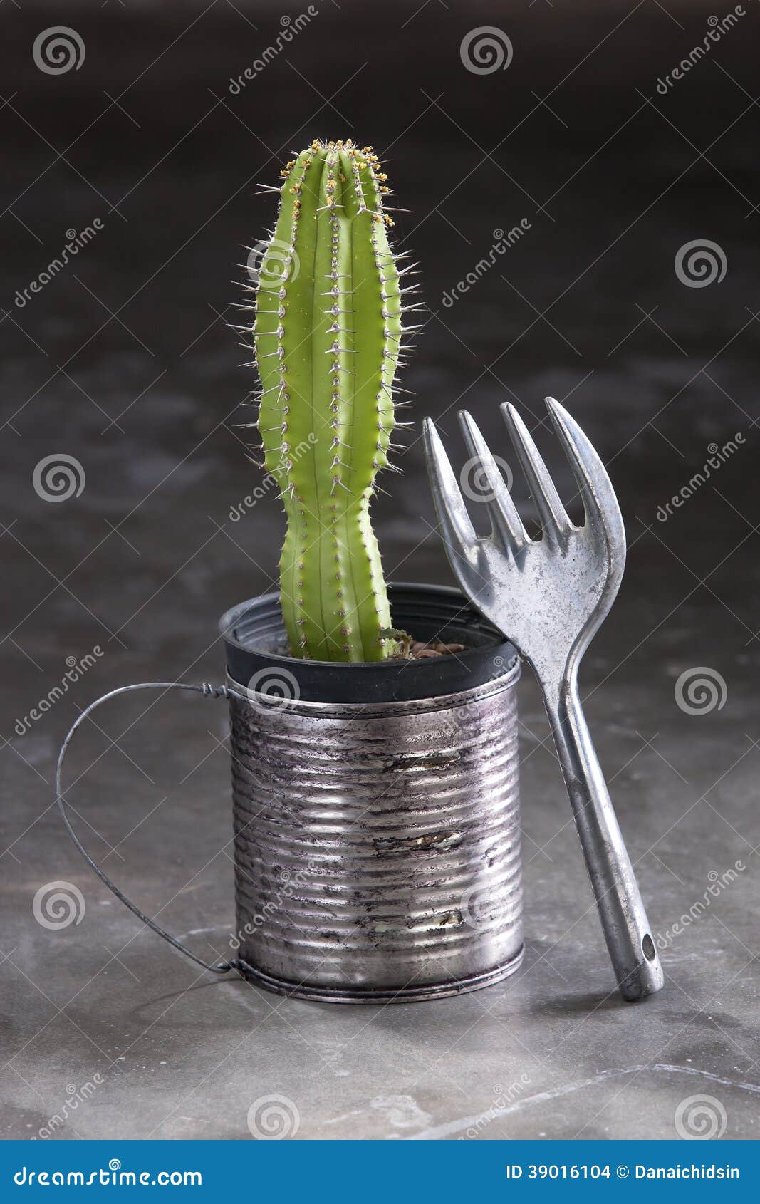 Cactus stock photo. Image of tools, flower, growth, forks - 39016104