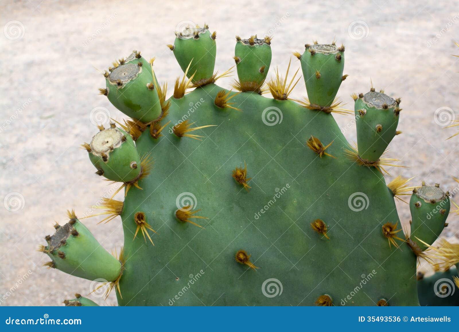 Cactus with green fruits stock photo. Image of green - 35493536