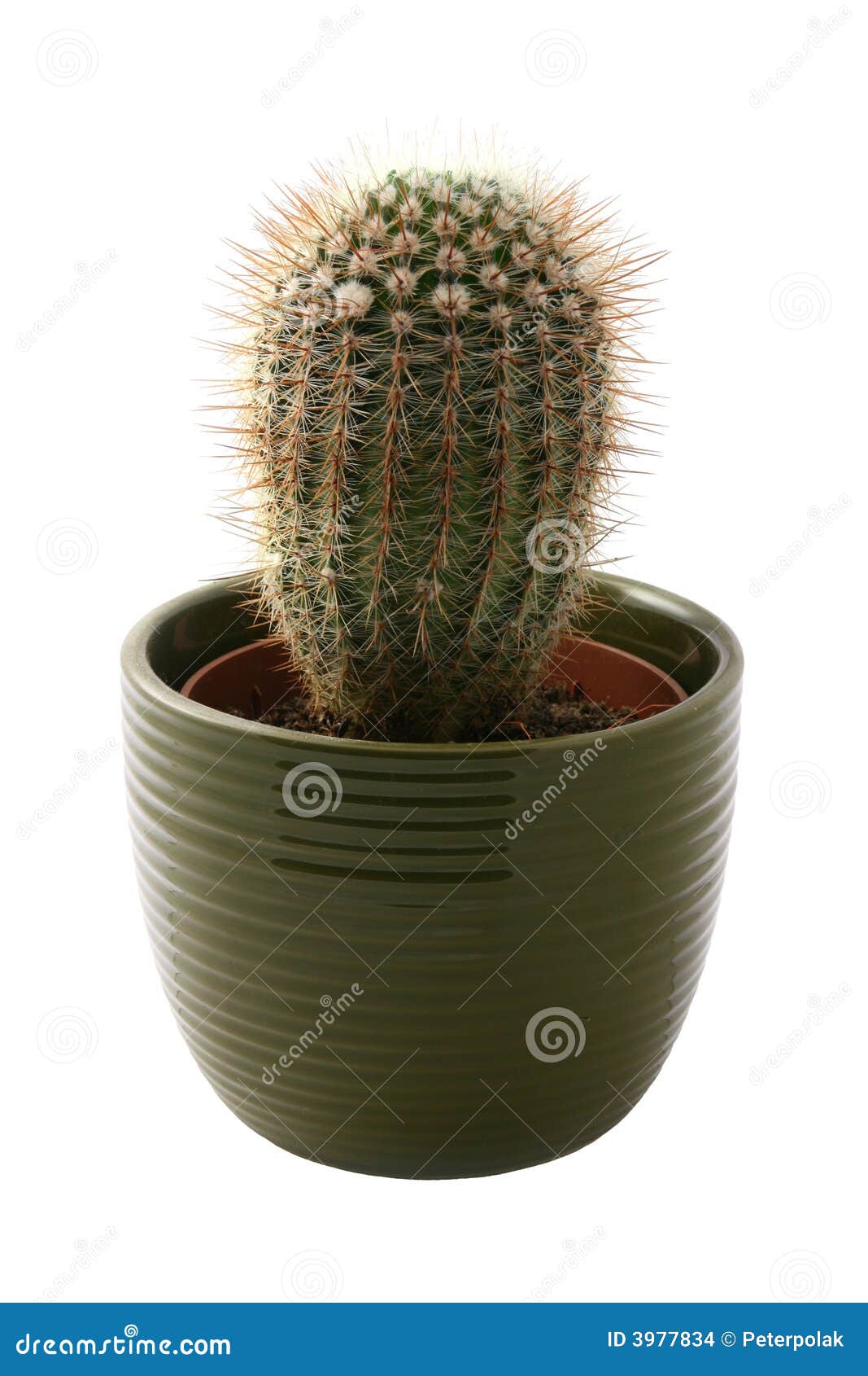 Cactus in a green pot stock photo. Image of flowerpot - 3977834