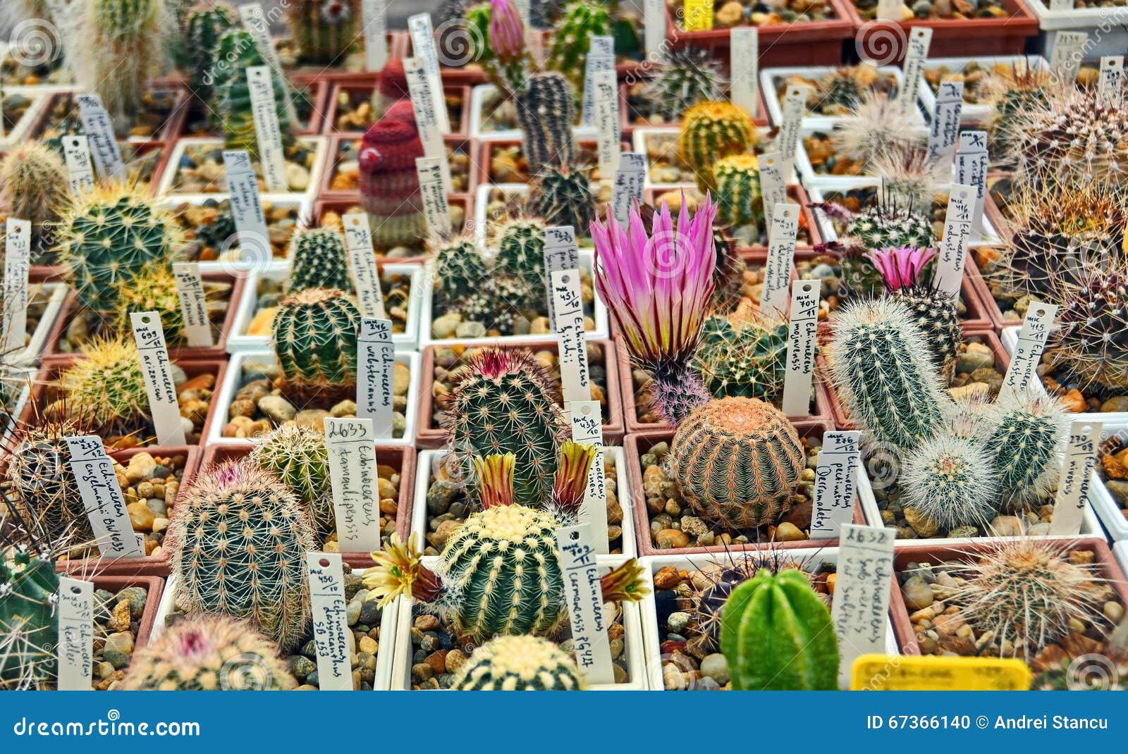 Cactus greenhouse stock photo. Image of cultivation, leaves - 67366140