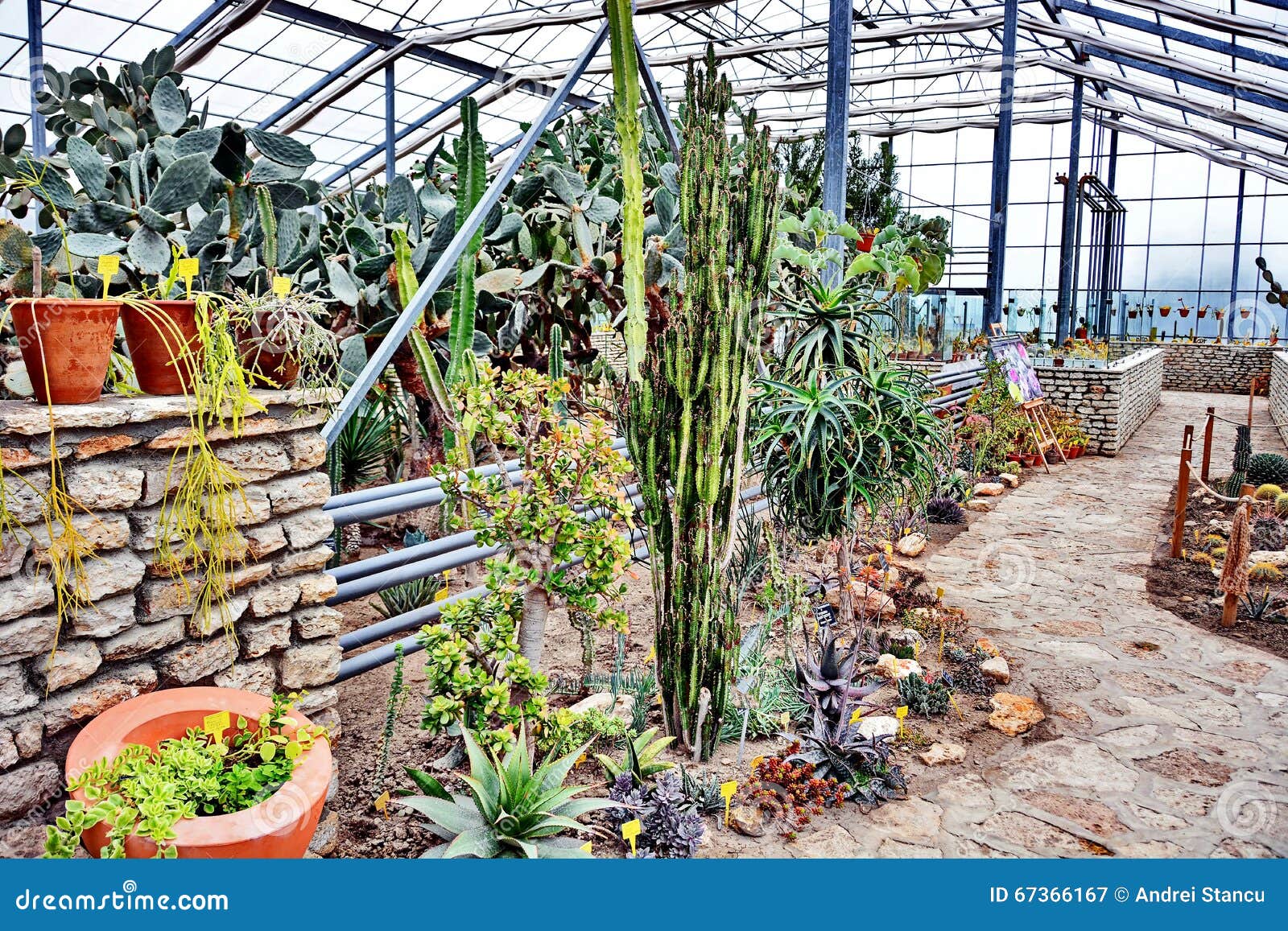 Cactus greenhouse stock image. Image of tropic, closeup - 67366167