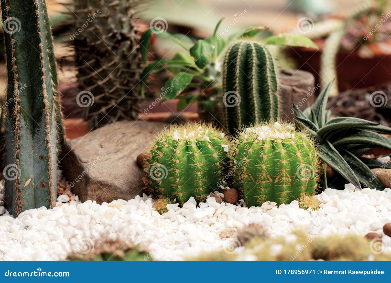 Cactus on ground stock image. Image of cactus, nature - 178956971