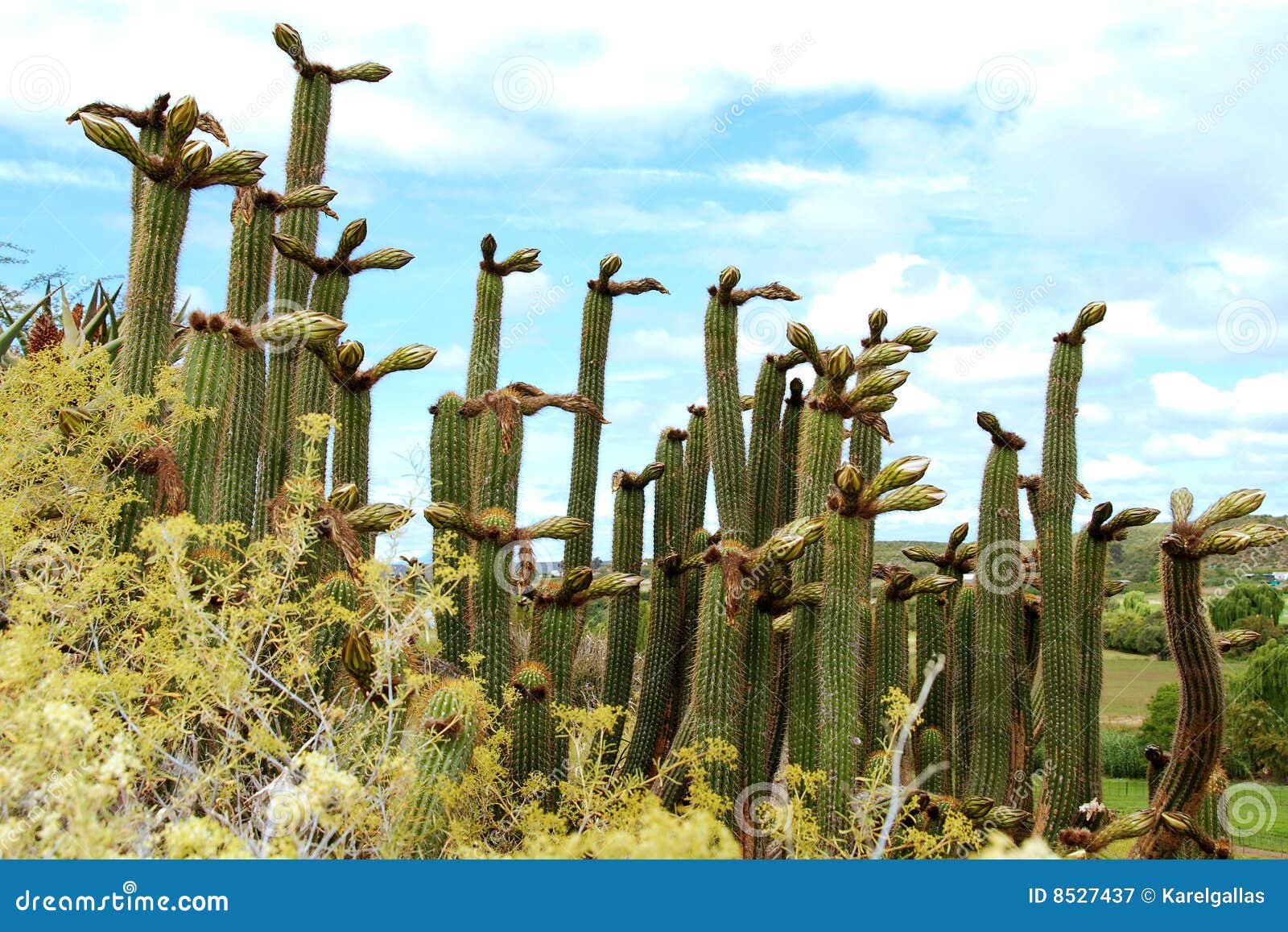 Cactus group stock image. Image of cactus, white, group - 8527437