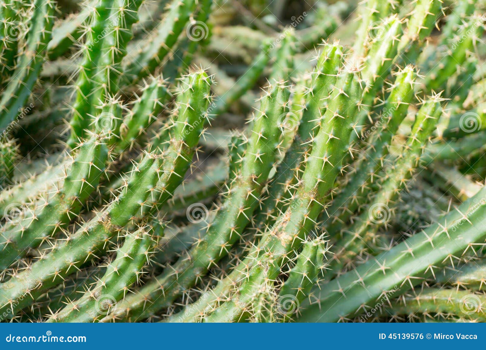 Cactus group stock photo. Image of sharp, cactus, nature - 45139576