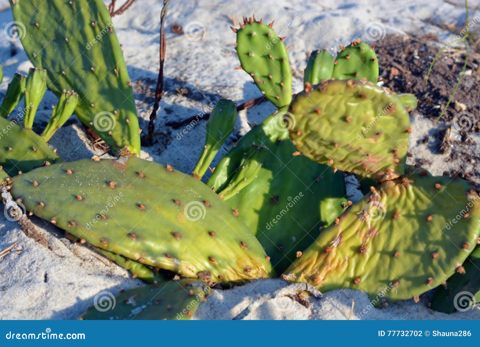 Cactus Growing in Sand stock photo. Image of natural - 77732702