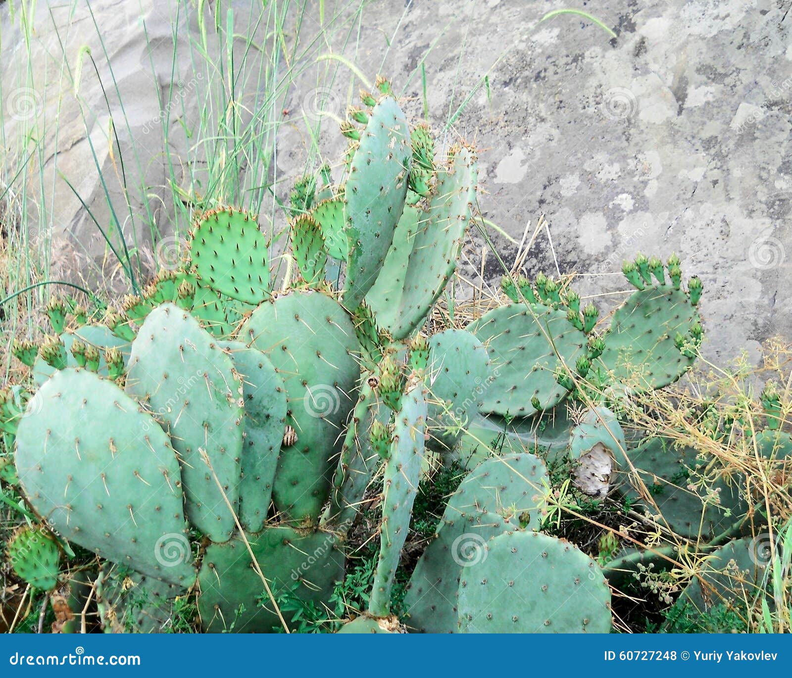 Cactus Growing Under a Rock Stock Photo - Image of protection, botany ...