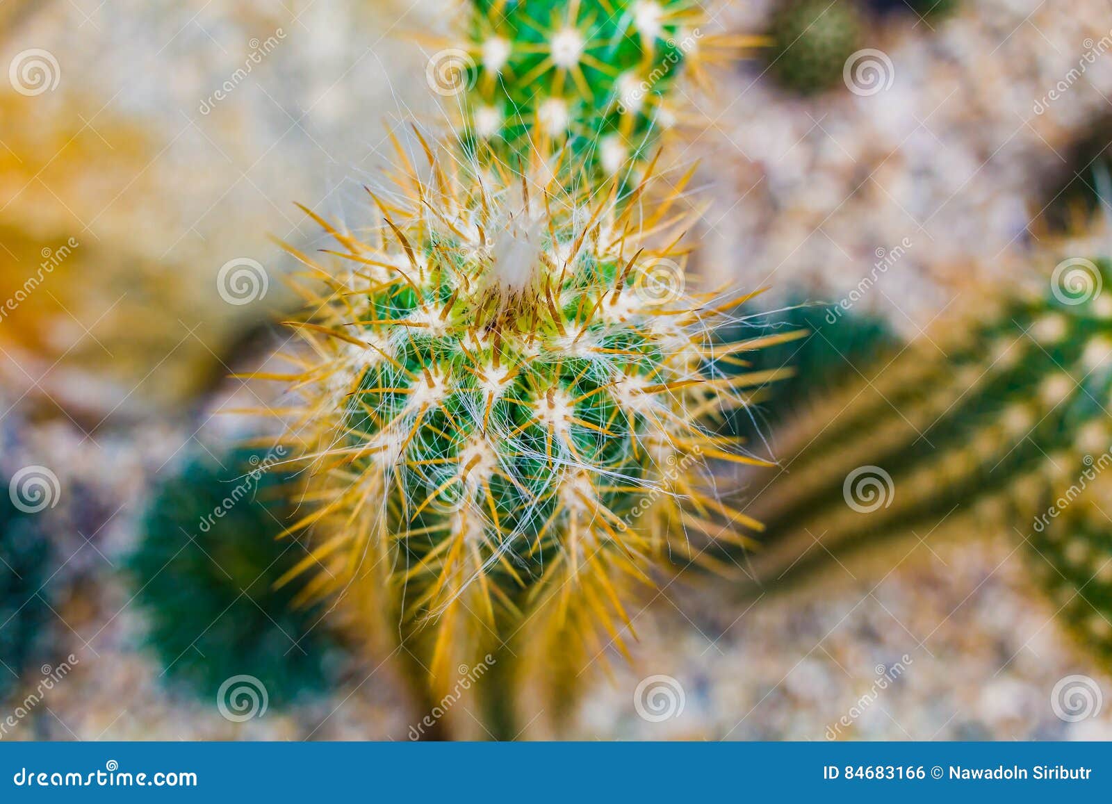 Cactus Growing with White Fur in Rock Bed, Succulent Plant, Selective ...