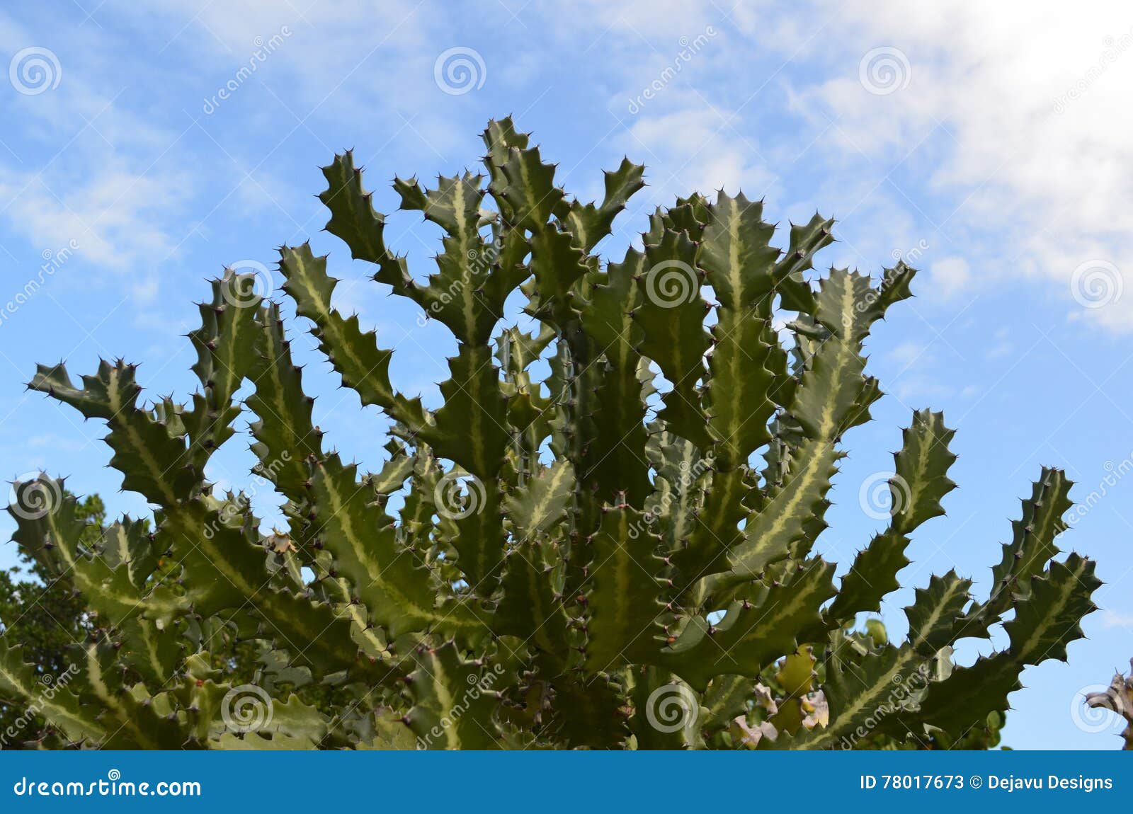 Yatu Cactus In Aruba Stock Image | CartoonDealer.com #78017635