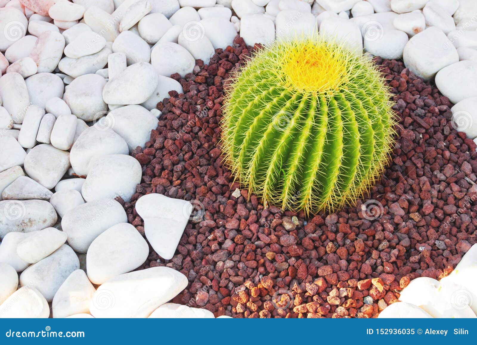 Cactus Grows on White Pebbles. Stock Image - Image of outdoors ...