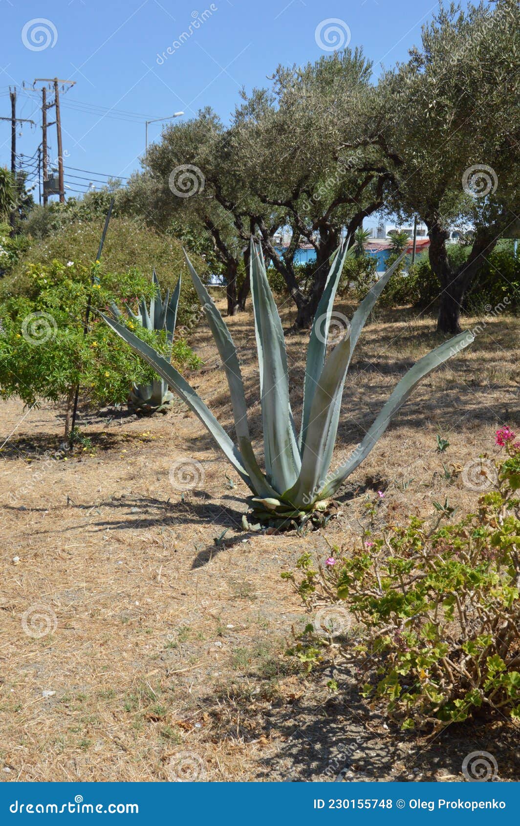 Cactus Grows on the Island of Rhodes in Greece Stock Photo - Image of ...