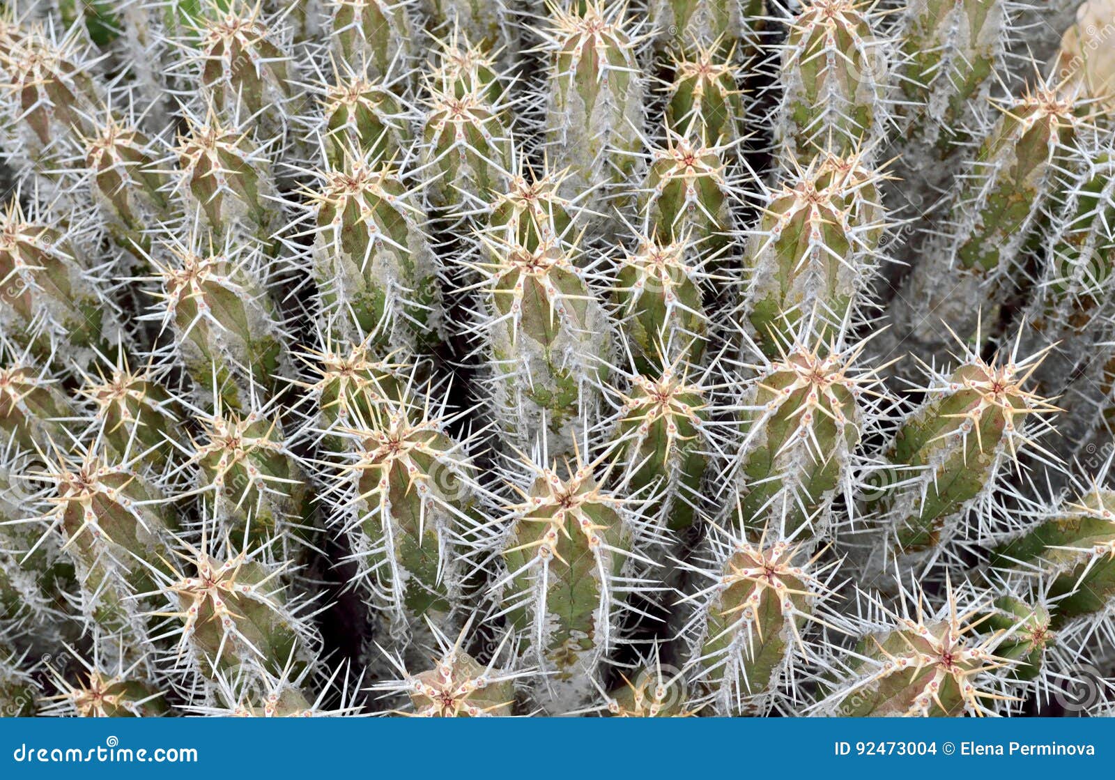 Cactus Grows Outdoors, Background Stock Photo - Image of flowers ...