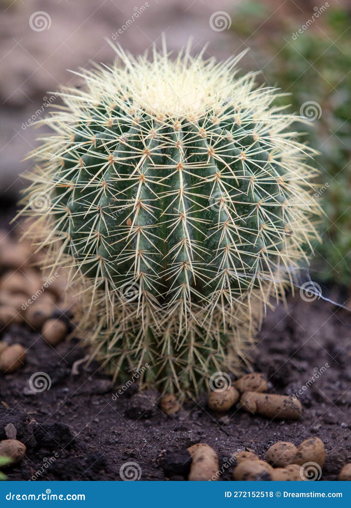 Cactus Grows in Stone Soil in Nature. Stock Photo - Image of plant ...