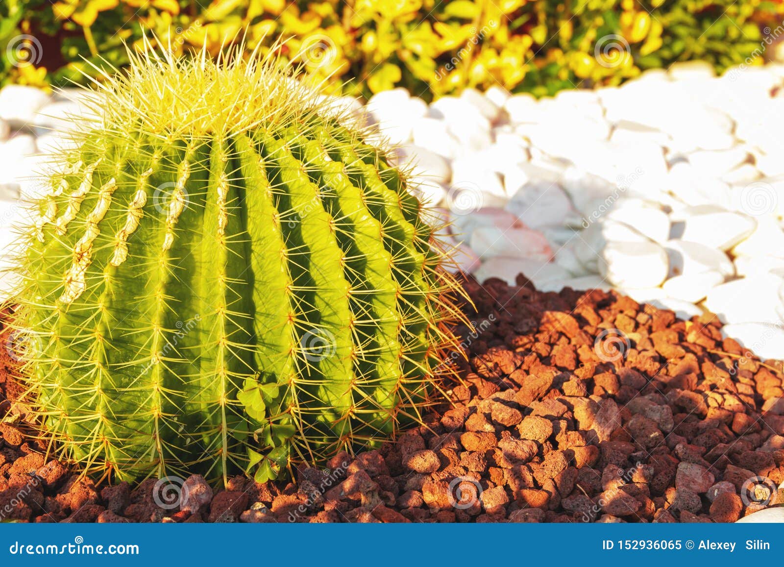 Cactus Grows on White Pebbles. Stock Image - Image of clean, color ...