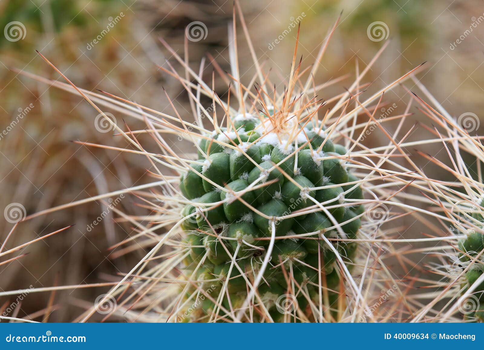 Cactus Growth of Long Thorns Stock Photo - Image of fruit, cacti: 40009634