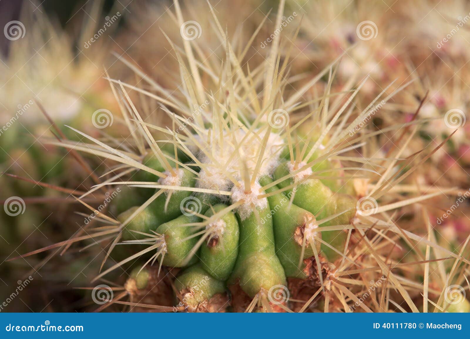 Cactus Growth of Long Thorns Stock Photo - Image of cacti, architecture ...