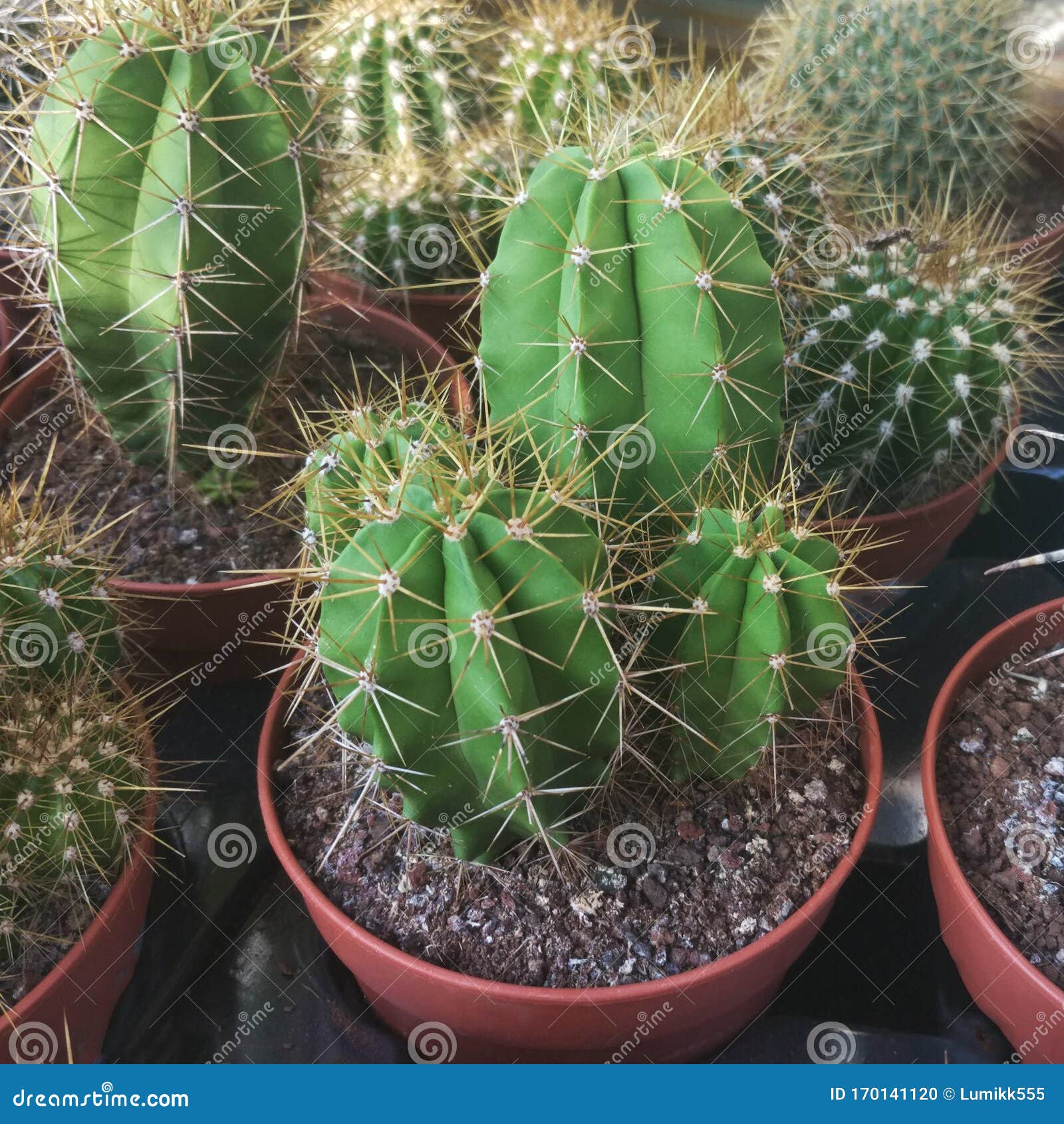 Cactus growth in pot stock photo. Image of desert, perennial - 170141120