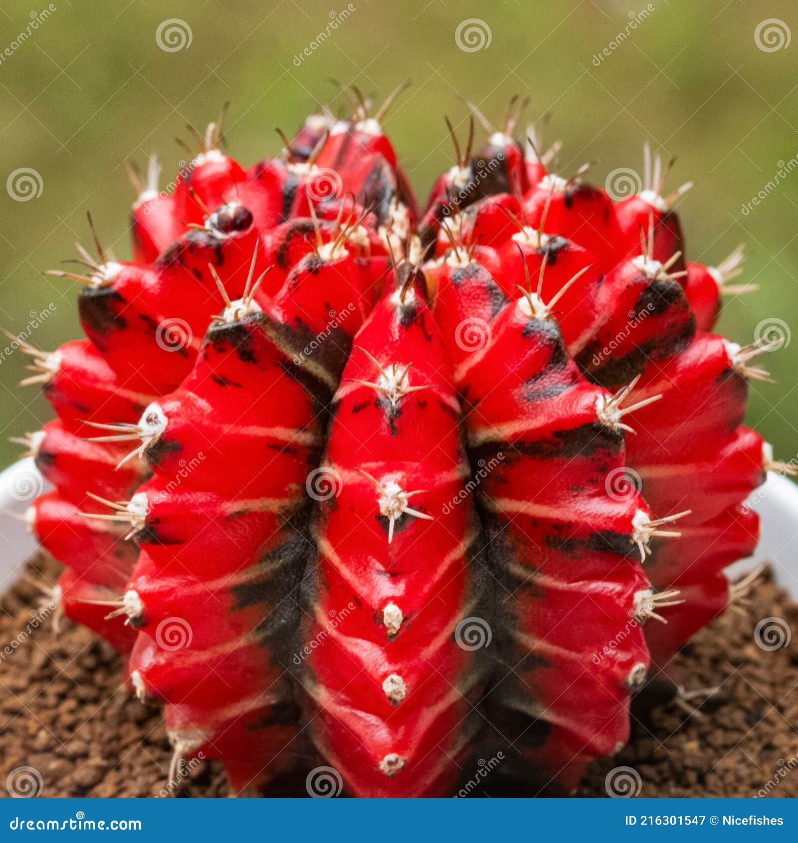 Cactus Gymnocalyciumâ€‹ Mihanoâ€‹ Ruby Stock Image - Image of thorn ...