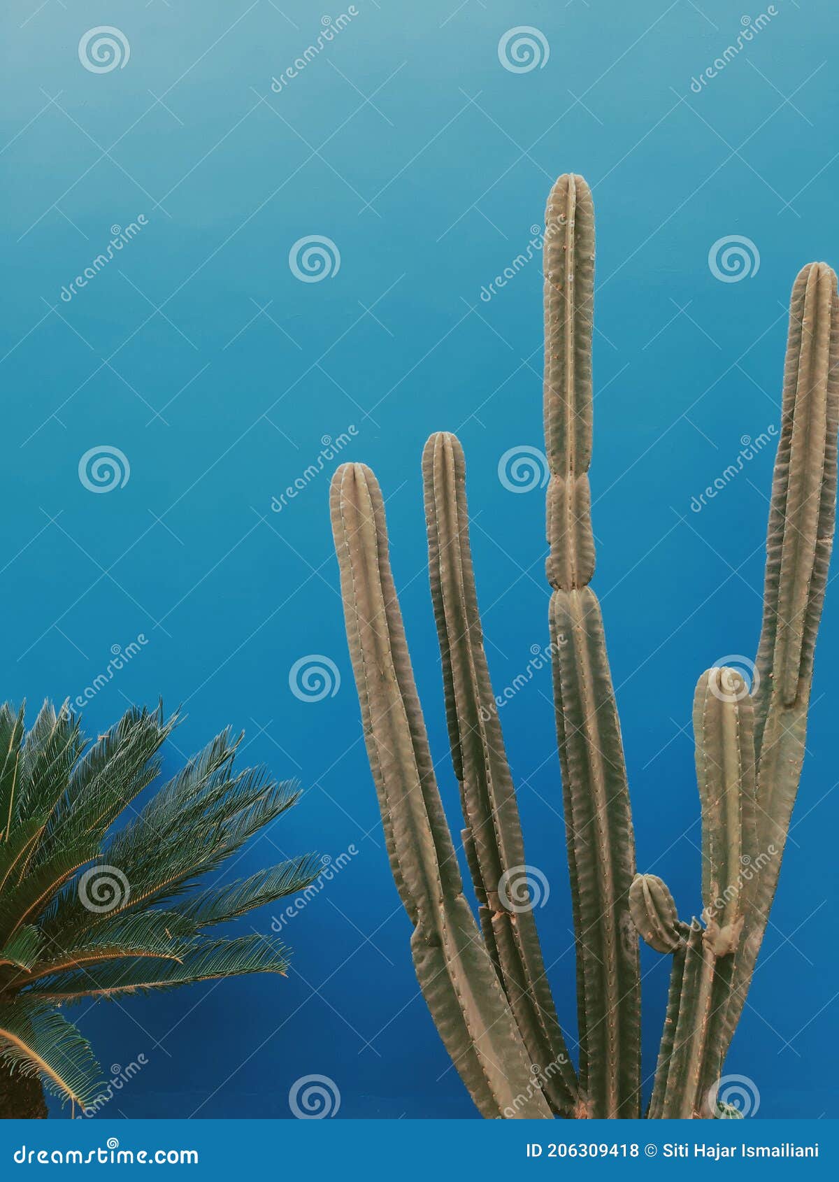 Cactus and a half palm stock photo. Image of palm, thorns - 206309418