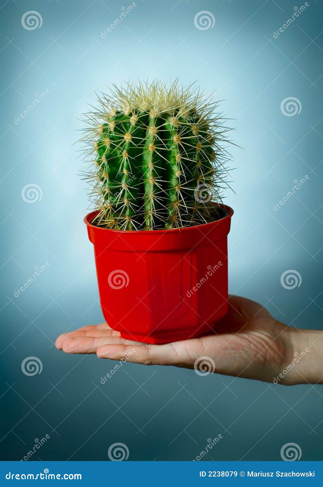 Cactus on the hand stock image. Image of hobby, gardening - 2238079