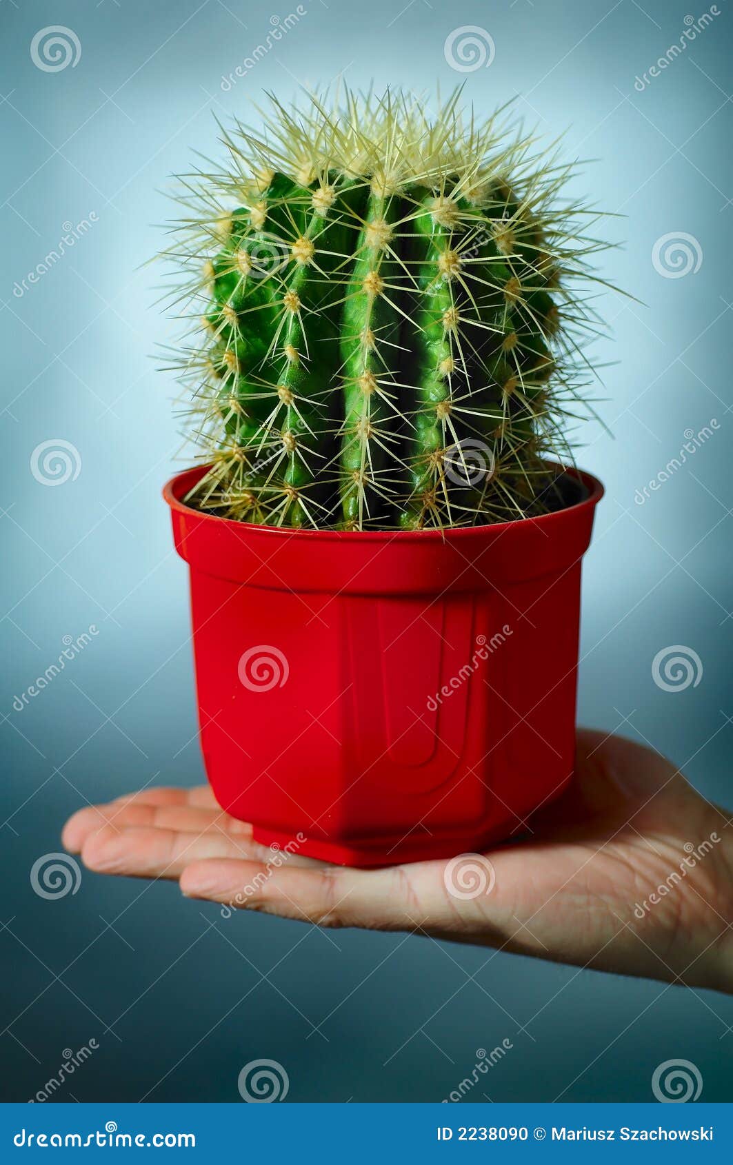Cactus on the hand stock photo. Image of sharp, hand, hobby - 2238090