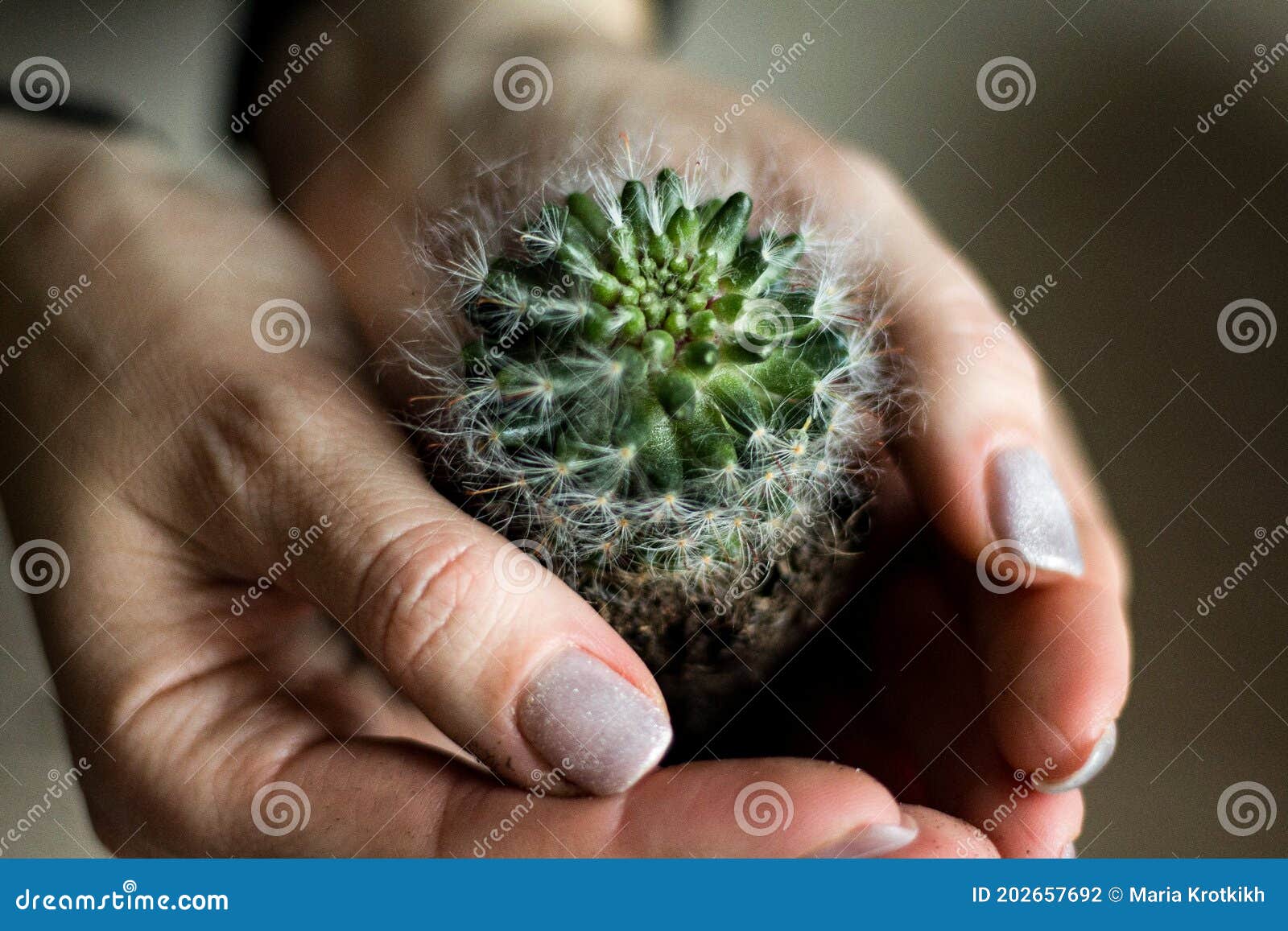 Cactus in hand stock photo. Image of cactus, hand, plants - 202657692