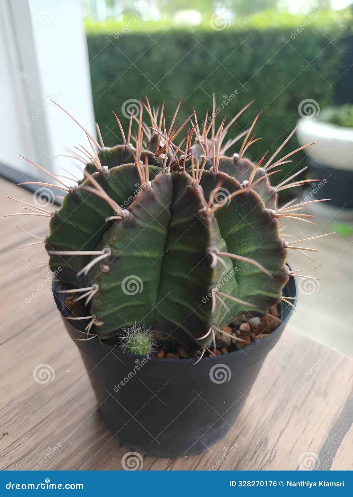 Cactus Has Sharp, Long, Red Thorns. it is Large, Round, and Plump Stock ...