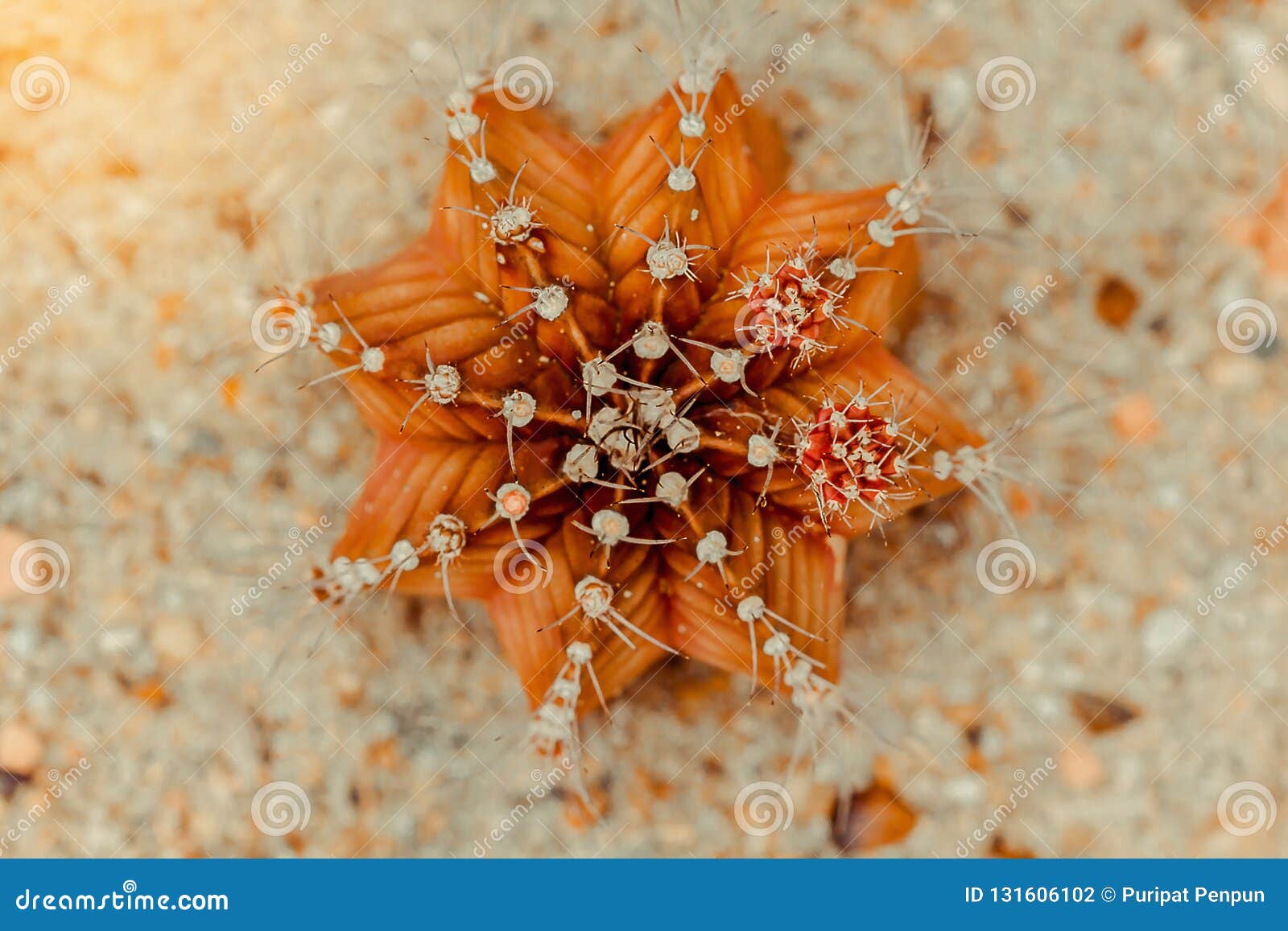 Cactus Spikes Throughout the Trunk. Stock Photo - Image of garden ...