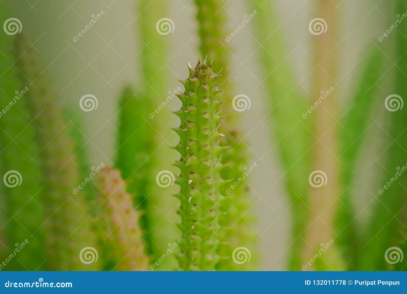 Cactus Spikes Throughout the Trunk. Stock Photo - Image of golden ...