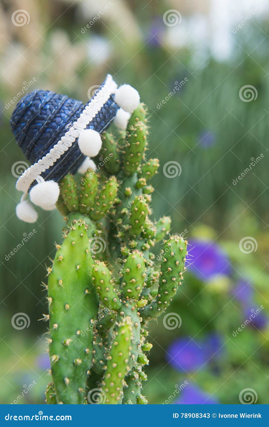Cactus with hat stock image. Image of mexico, humor, travel - 78908343