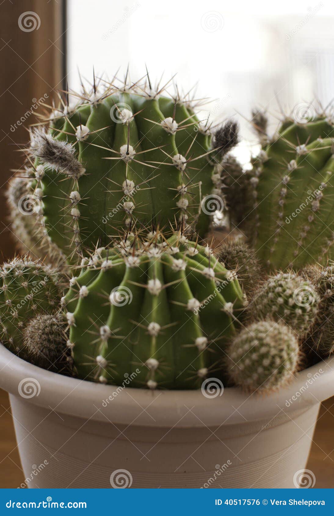 Cactus stock photo. Image of store, cells, cactaceae - 40517576