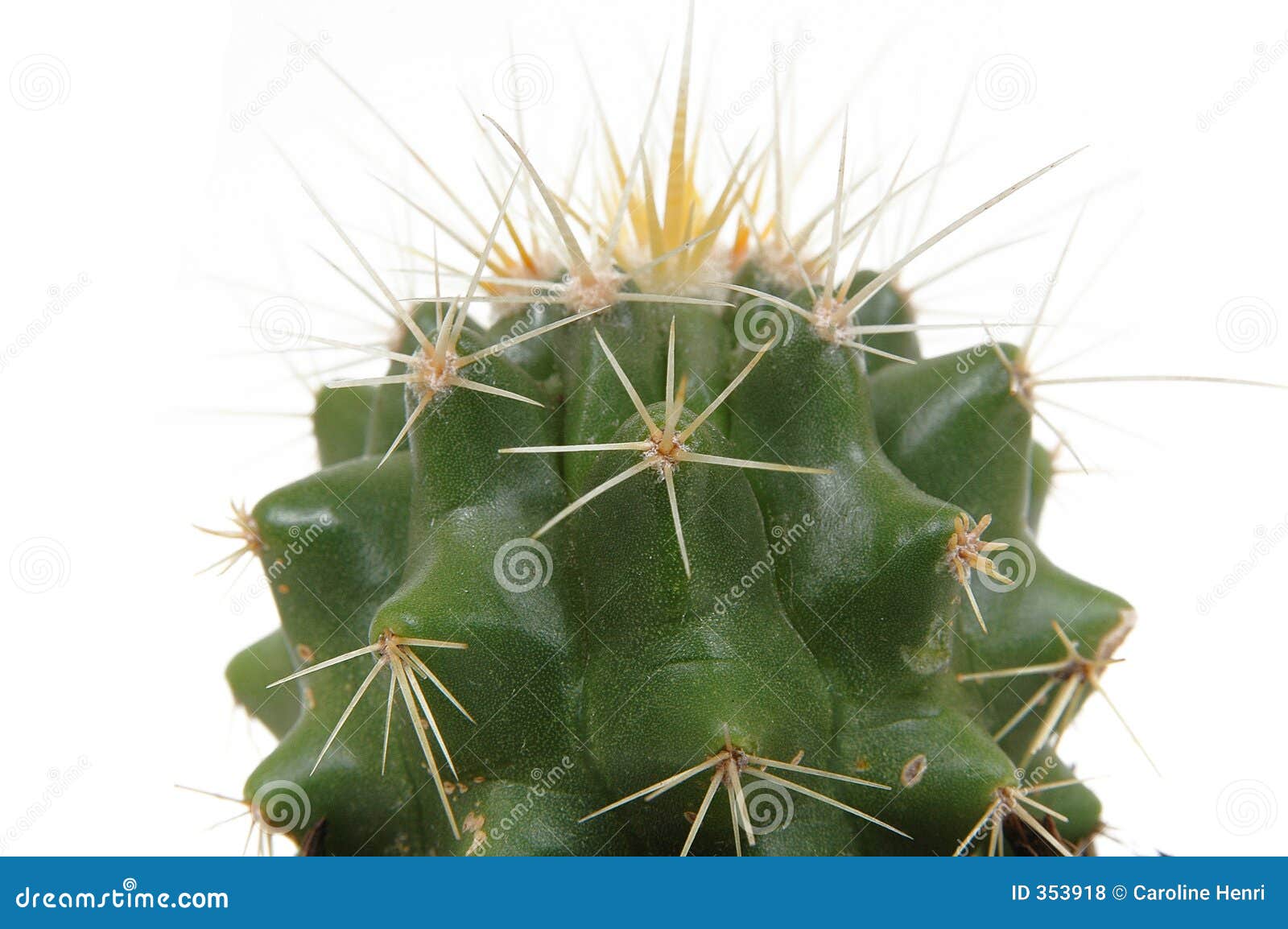 Cactus head stock photo. Image of close, plants, cactus - 353918
