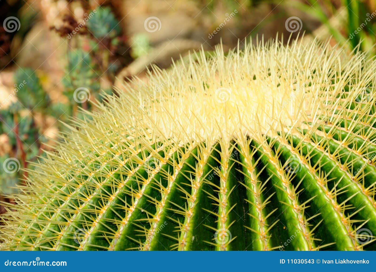 Cactus head closeup stock image. Image of sharp, closeup - 11030543